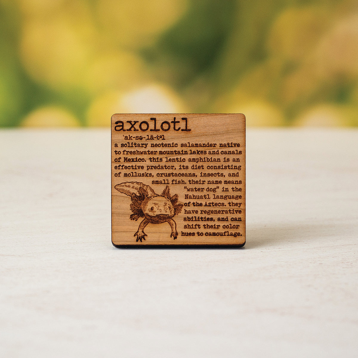 Axolotl Definition Magnet – Rack and Plume